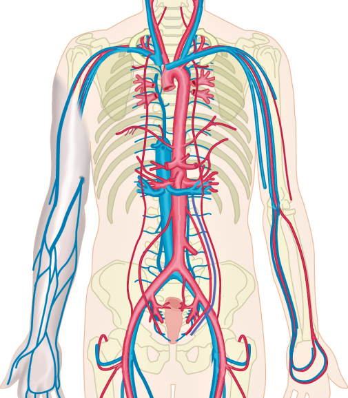 Circulation trunk and upper limbs | AnatomyTOOL